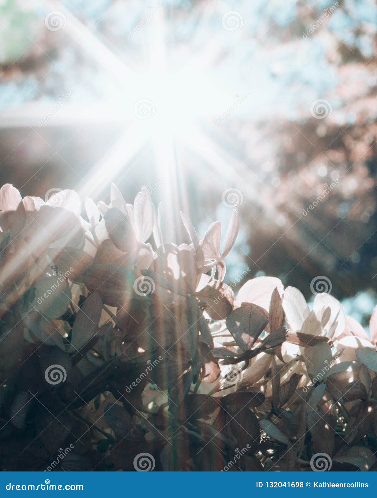 Sunburst through Hydrangea Plant Stock Photo - Image of flare, blue ...