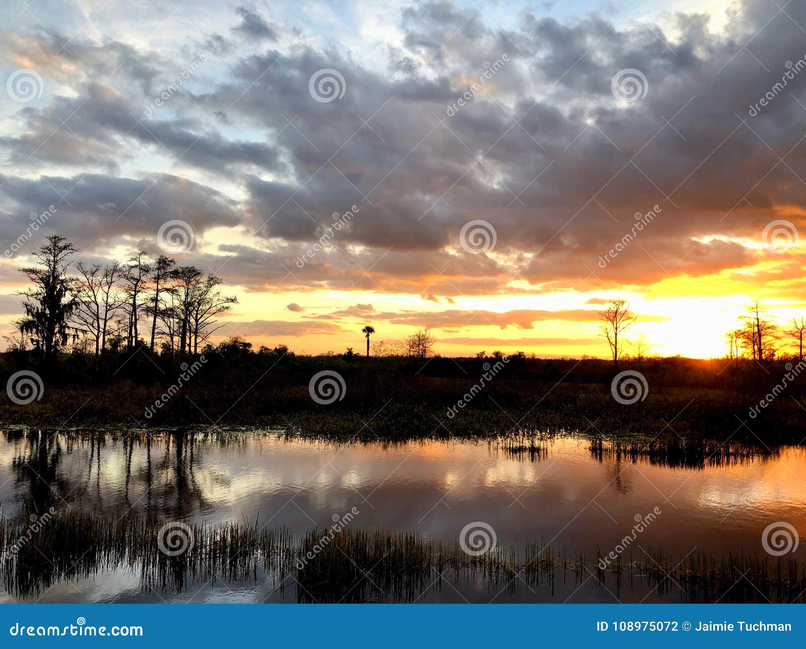 Sunburst in the marsh stock photo. Image of florida - 108975072
