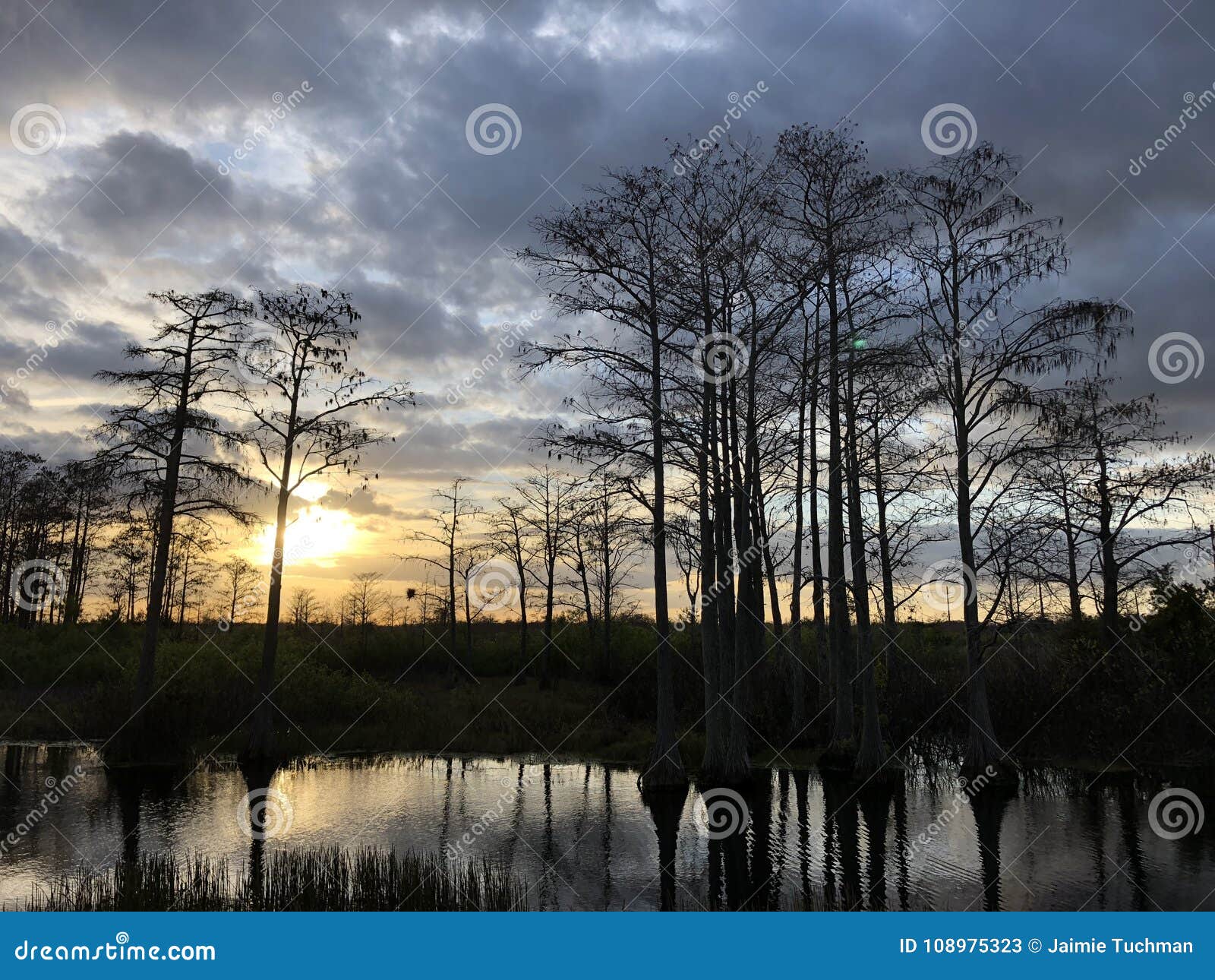 Sunburst in the marsh stock image. Image of carolina - 108975323