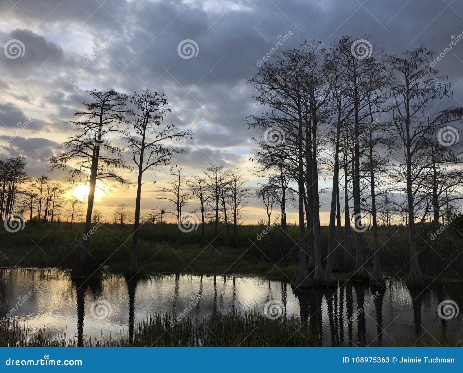 Sunburst in the marsh stock image. Image of light, lake - 108975363