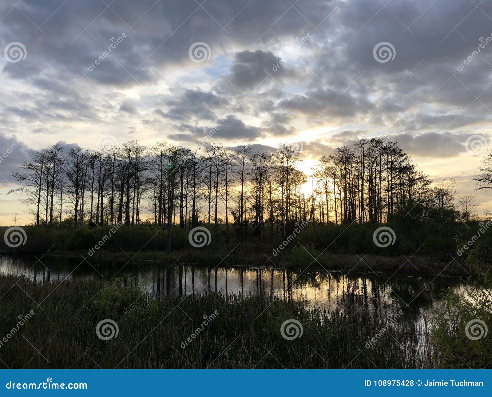 Sunburst in the marsh stock photo. Image of peaceful - 108975428