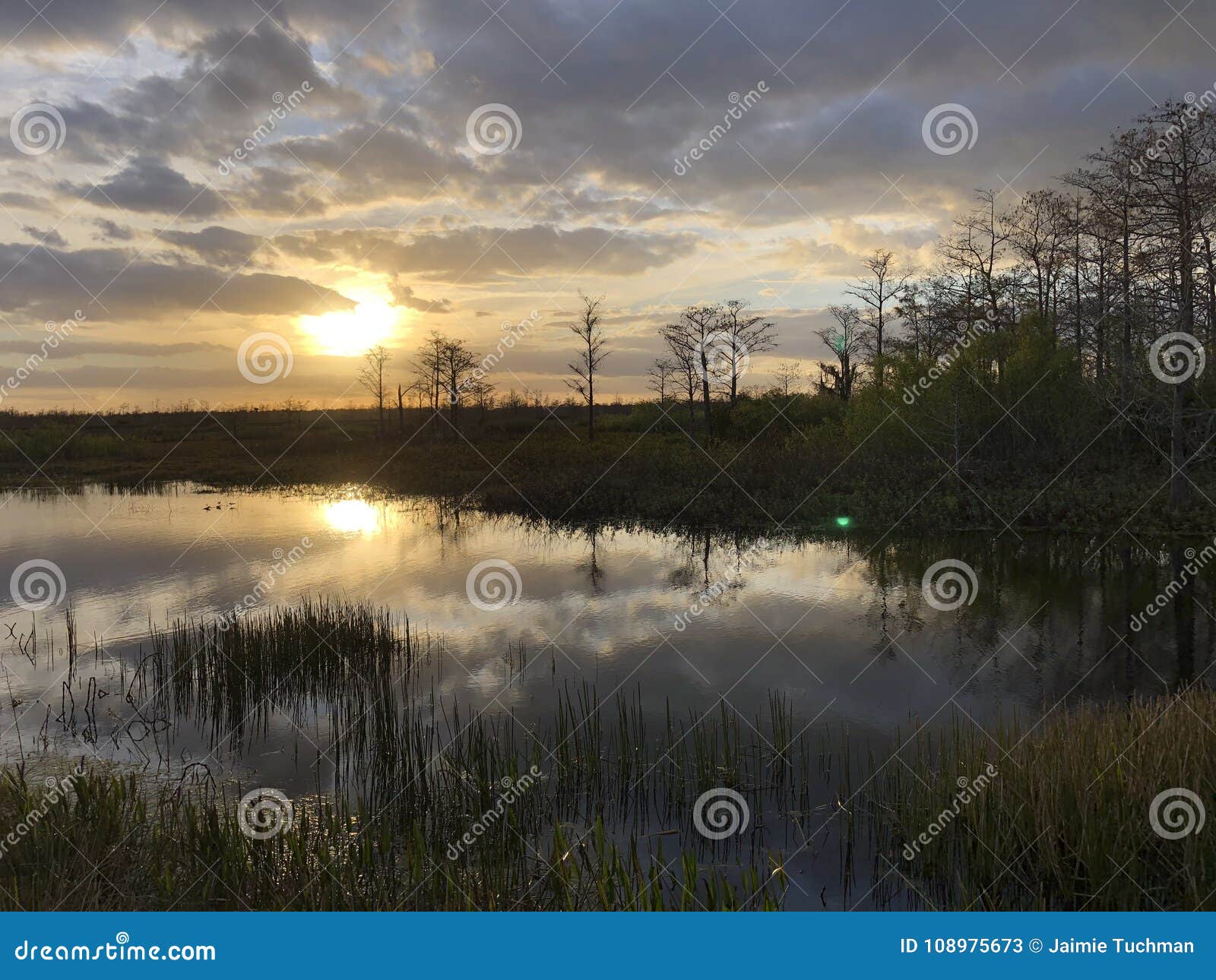 Sunburst in the marsh stock image. Image of carolina - 108975673