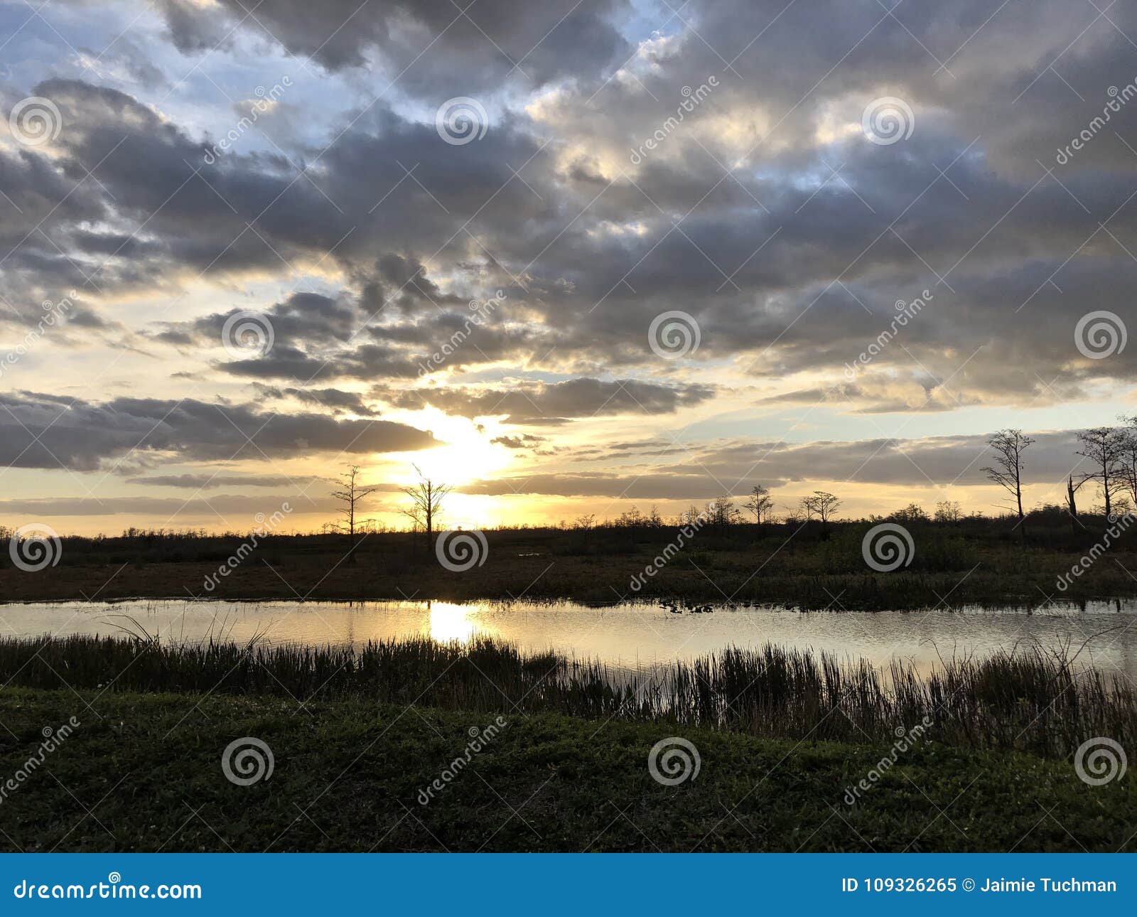 Sunburst in the marsh stock image. Image of morning - 109326265