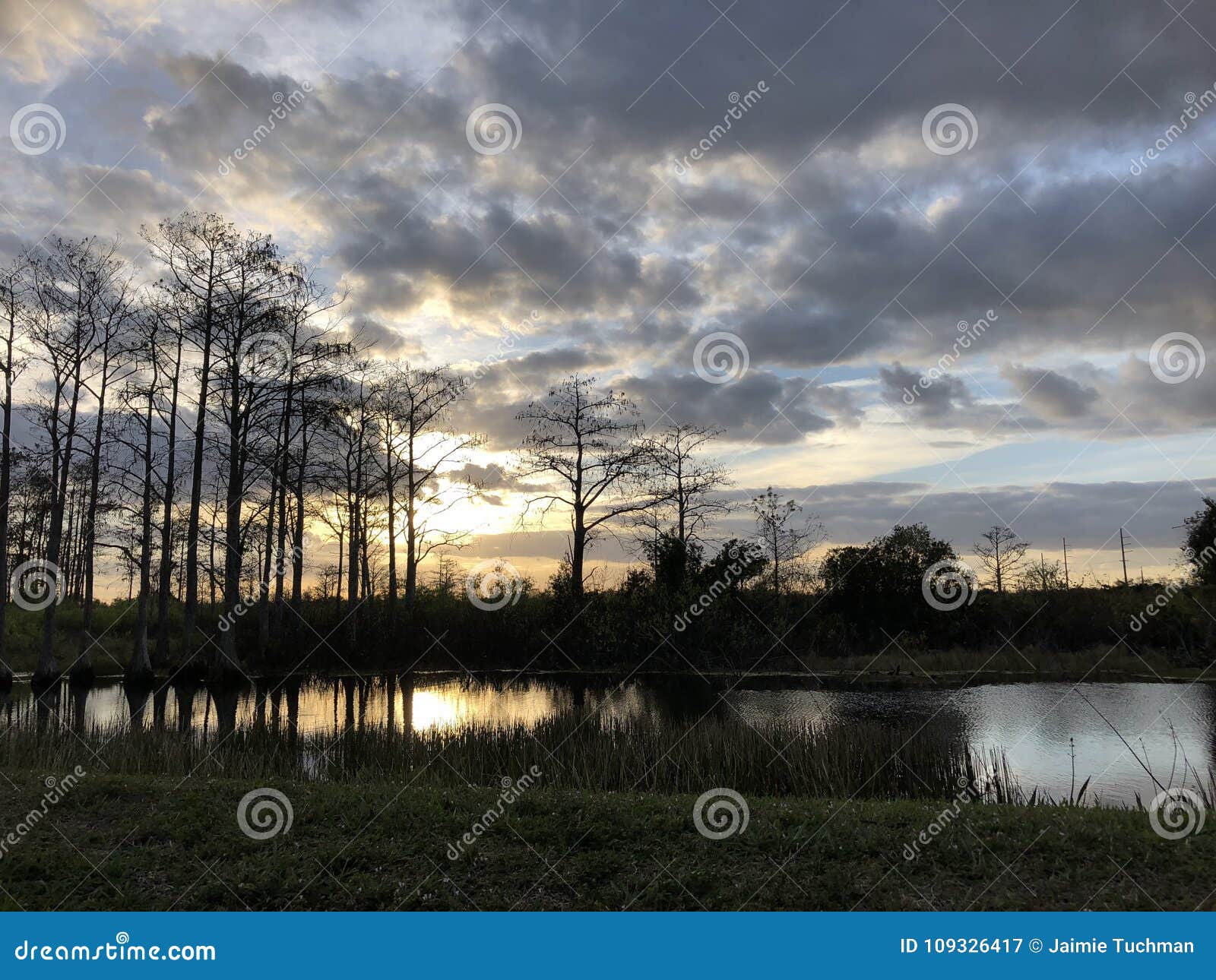 Sunburst in the marsh stock image. Image of dawn, morning - 109326417