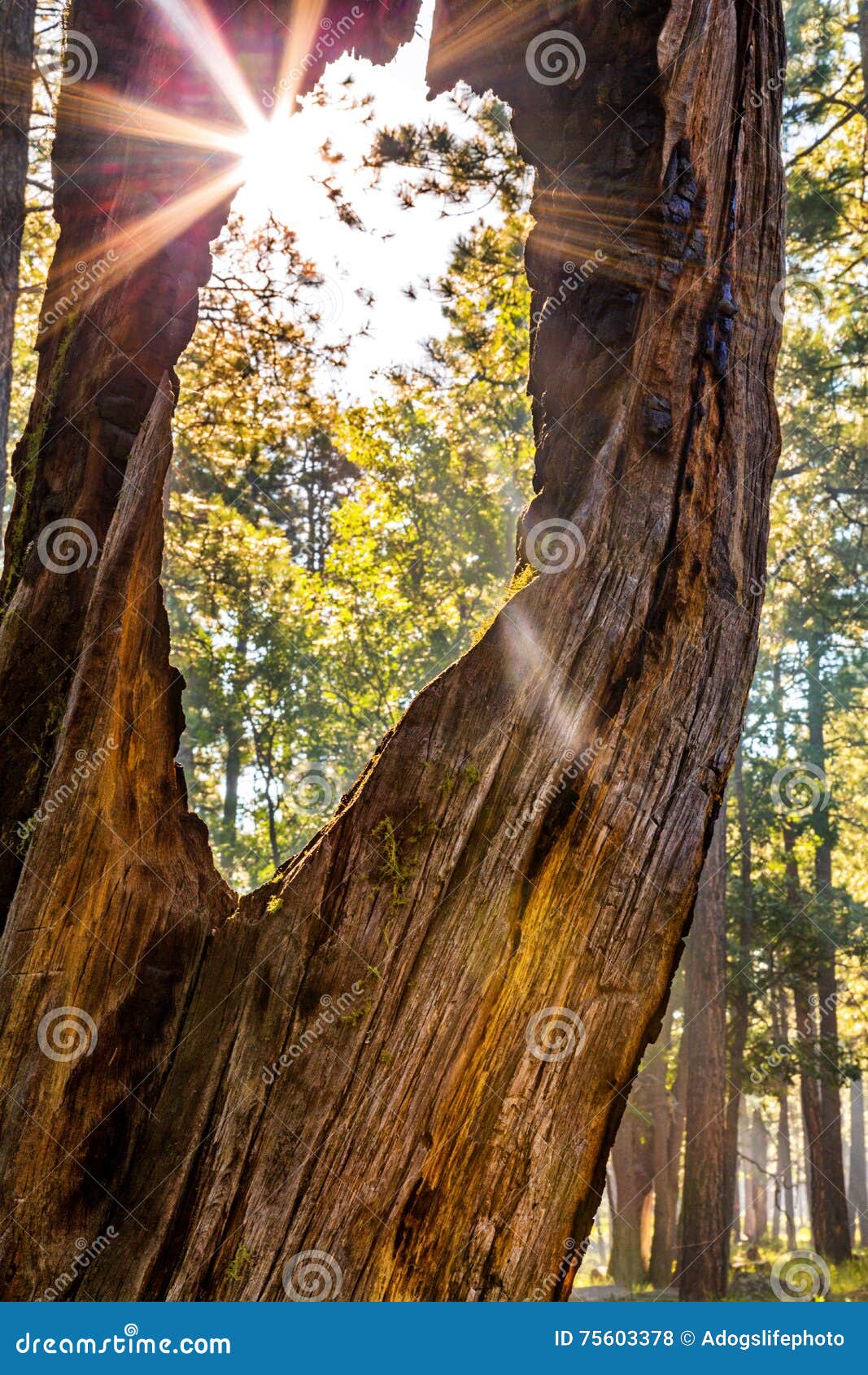 Sunburst Peeking through Old Tree in Forest Stock Photo - Image of ...