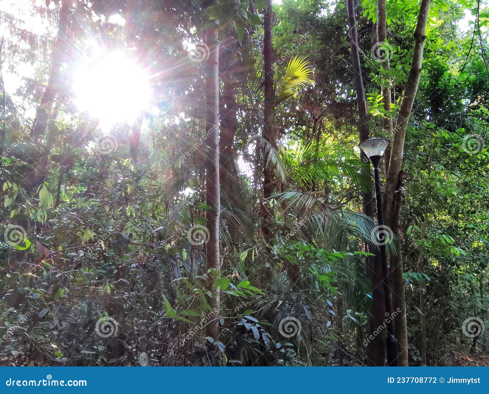 Sunburst in Tropical Rainforest Stock Photo - Image of tree, trees ...