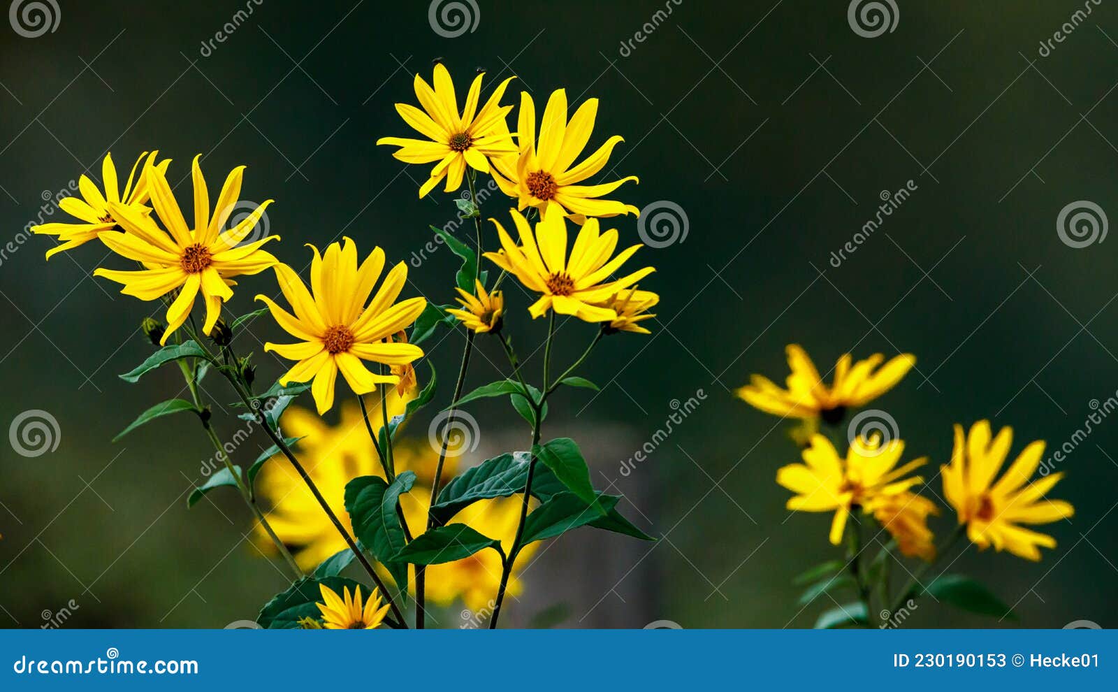 Sunchoke Flowers in the Nature Stock Image - Image of floral, sunroot ...