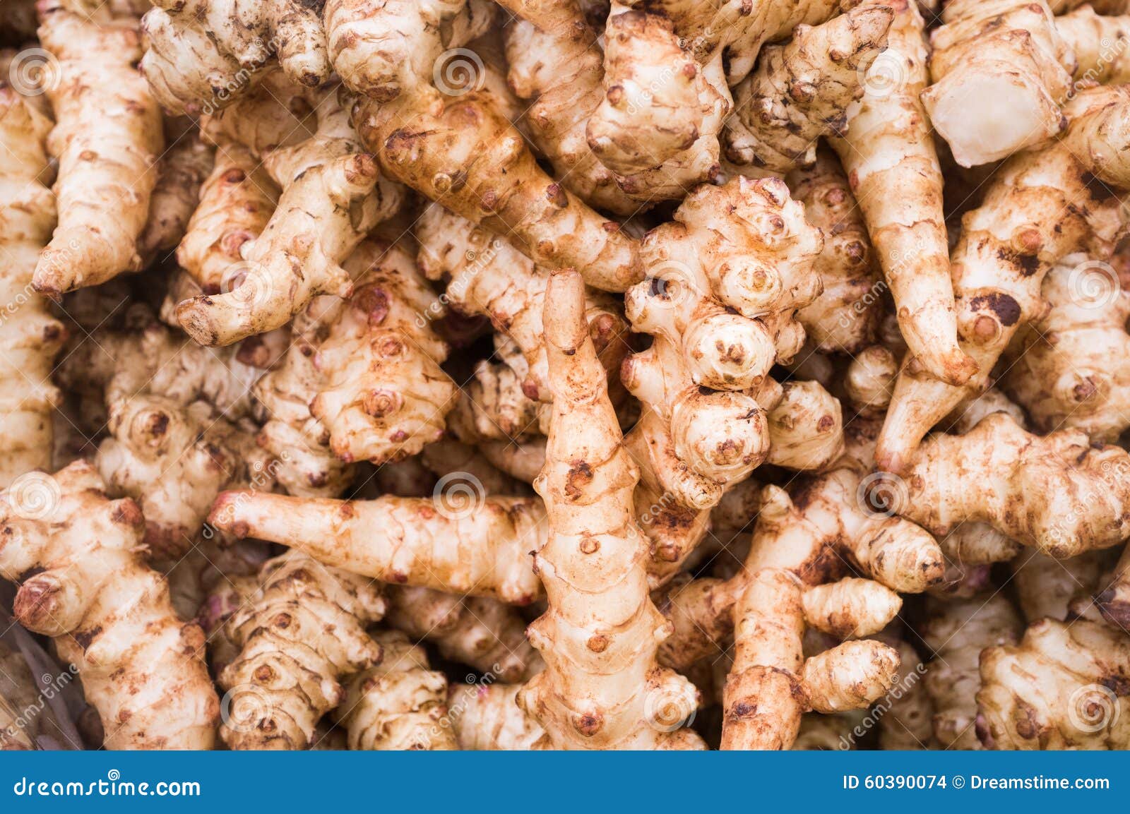 Sunchoke fresh. stock photo. Image of organic, brown - 60390074