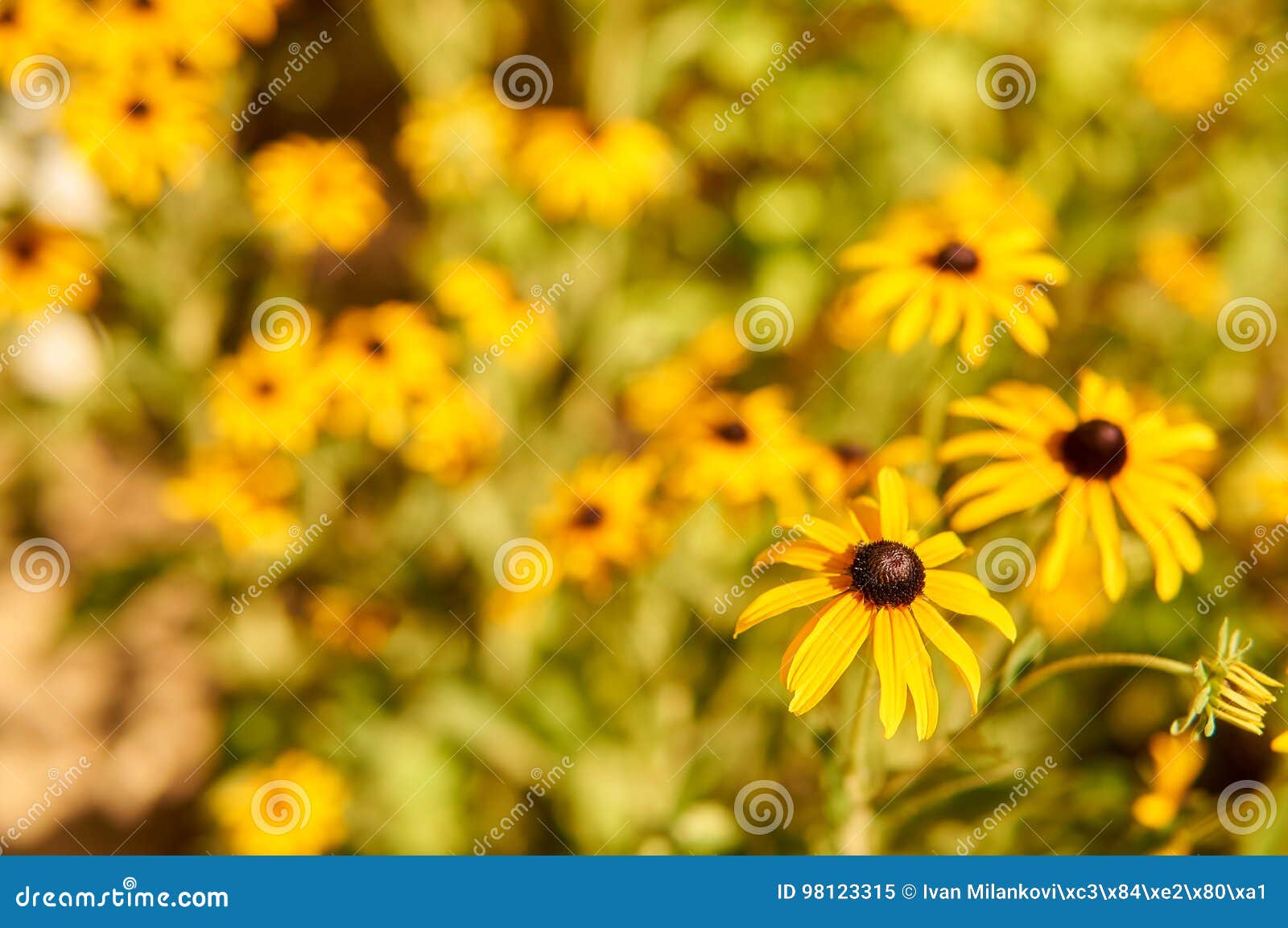 Sunchoke yellow flower stock image. Image of daisy, stem - 98123315