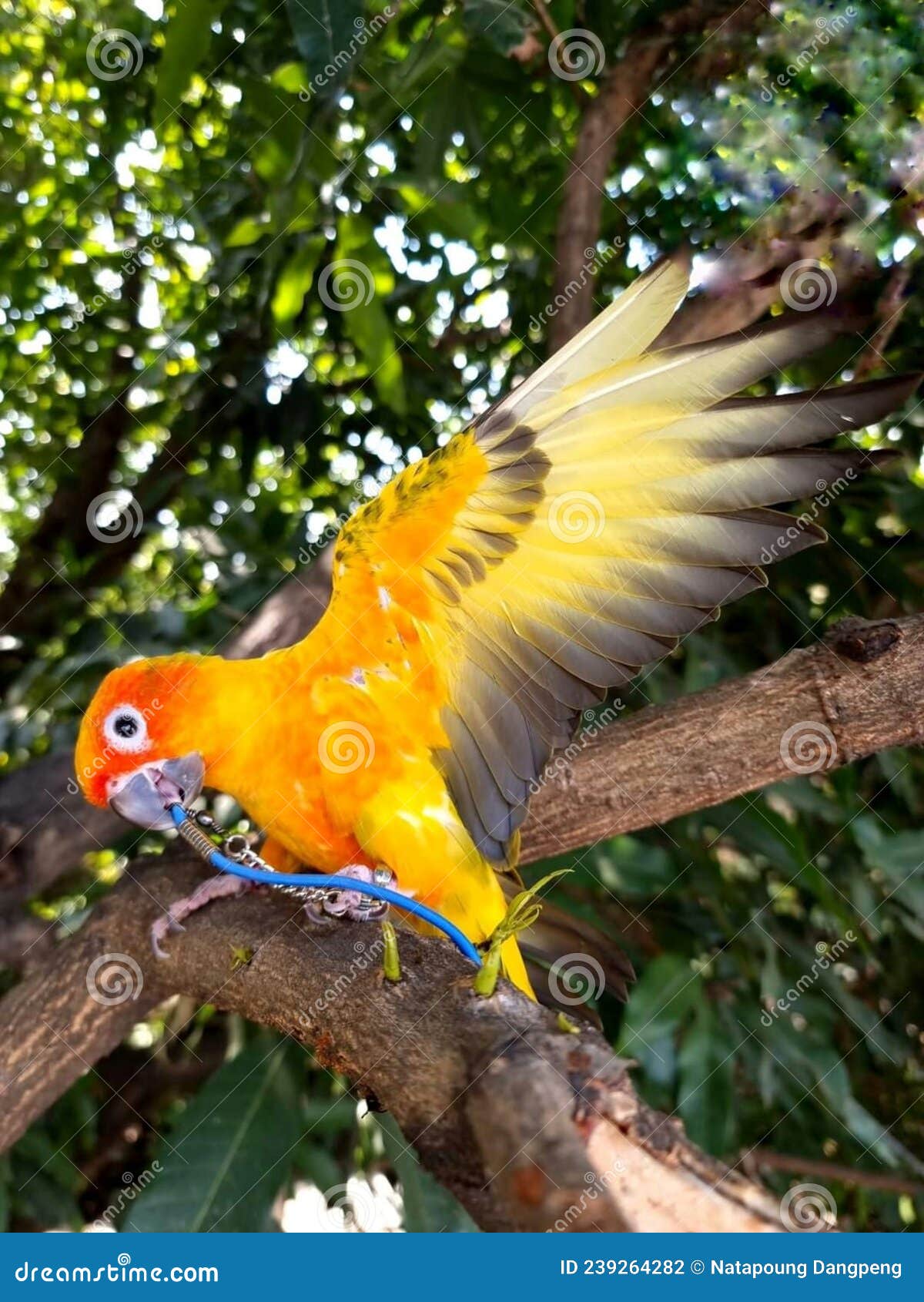 Suncorn parrot in flight stock photo. Image of flight - 239264282
