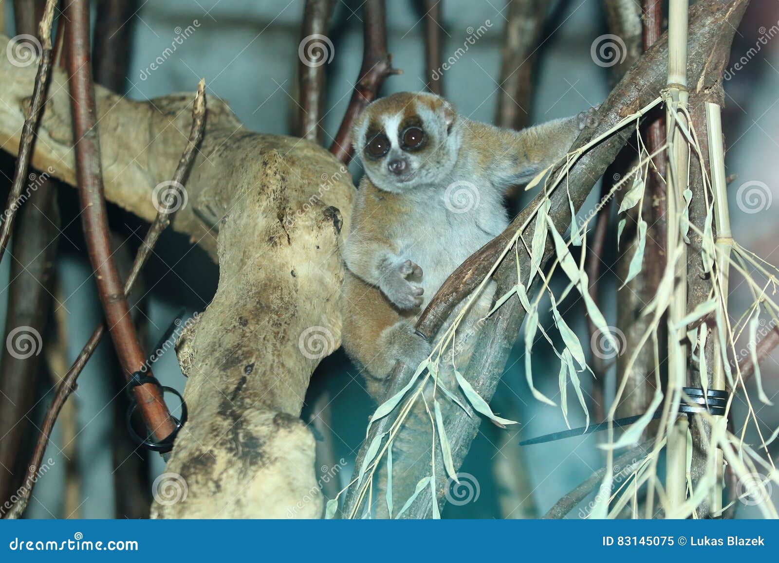 Sunda Slow Loris Royalty-Free Stock Photo | CartoonDealer.com #83145075