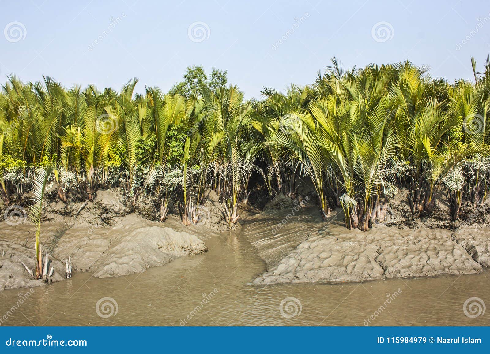Sundarban imagen de archivo. Imagen de arbolado, sitio - 115984979