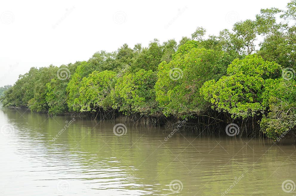The Sundarbans stock photo. Image of sand, stem, tree - 18069176