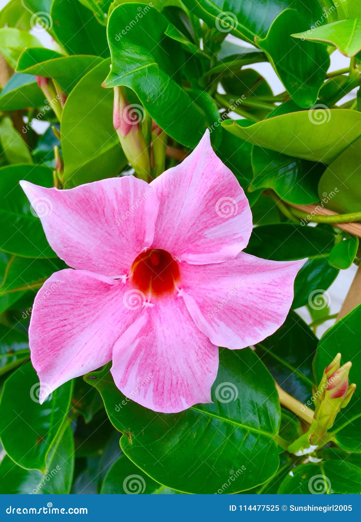 Sundaville, Mandevilla, Dipladenia/ Obraz Stock - Obraz złożonej z ...