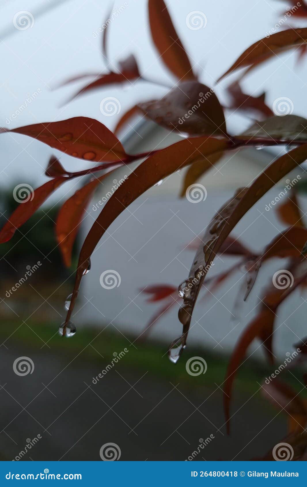 Sunday Morning and Rain is Falling, Lazy Time Stock Photo - Image of ...