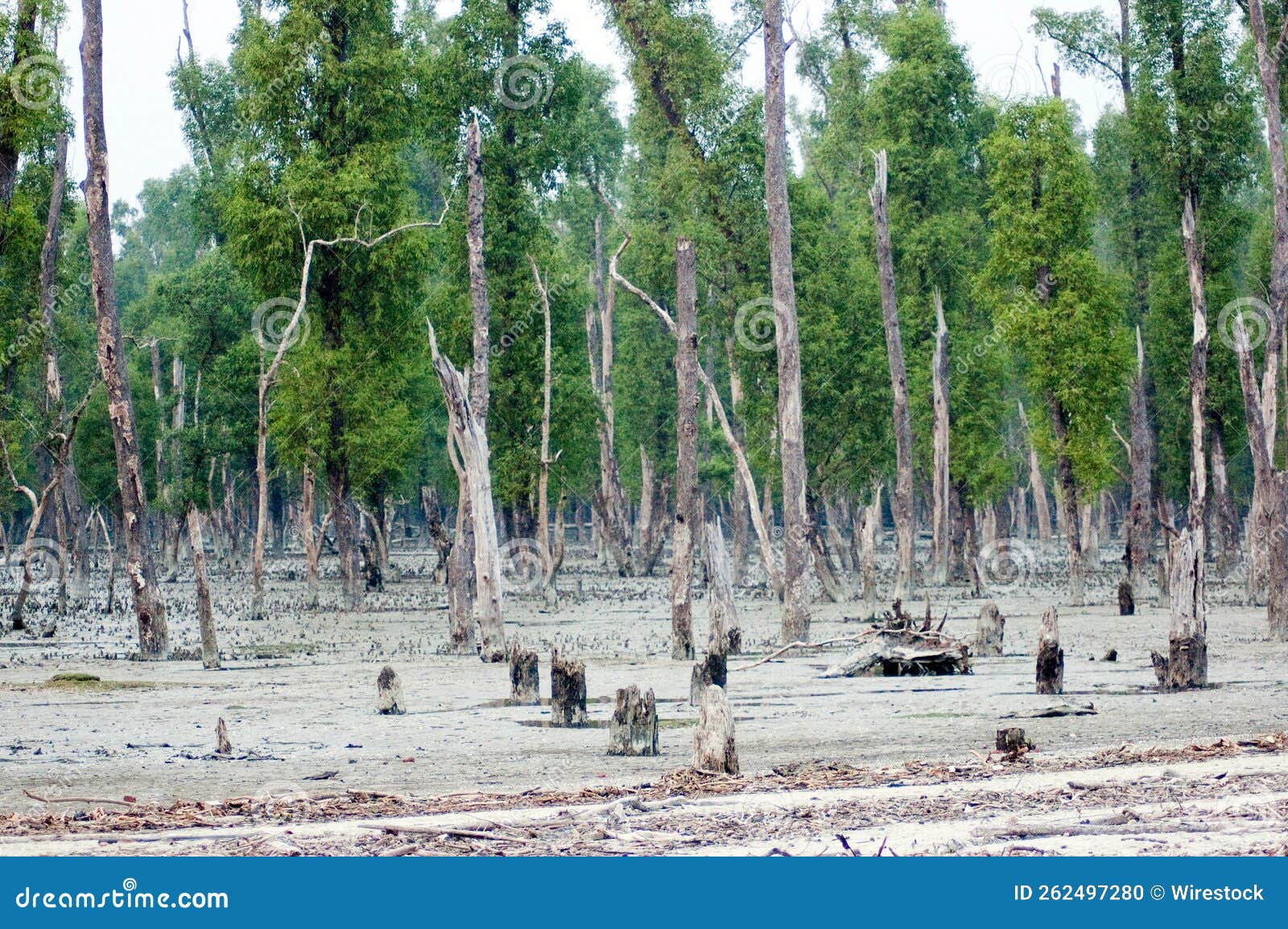 Sunderbans Devastated by the Cyclone Stock Photo - Image of environment ...