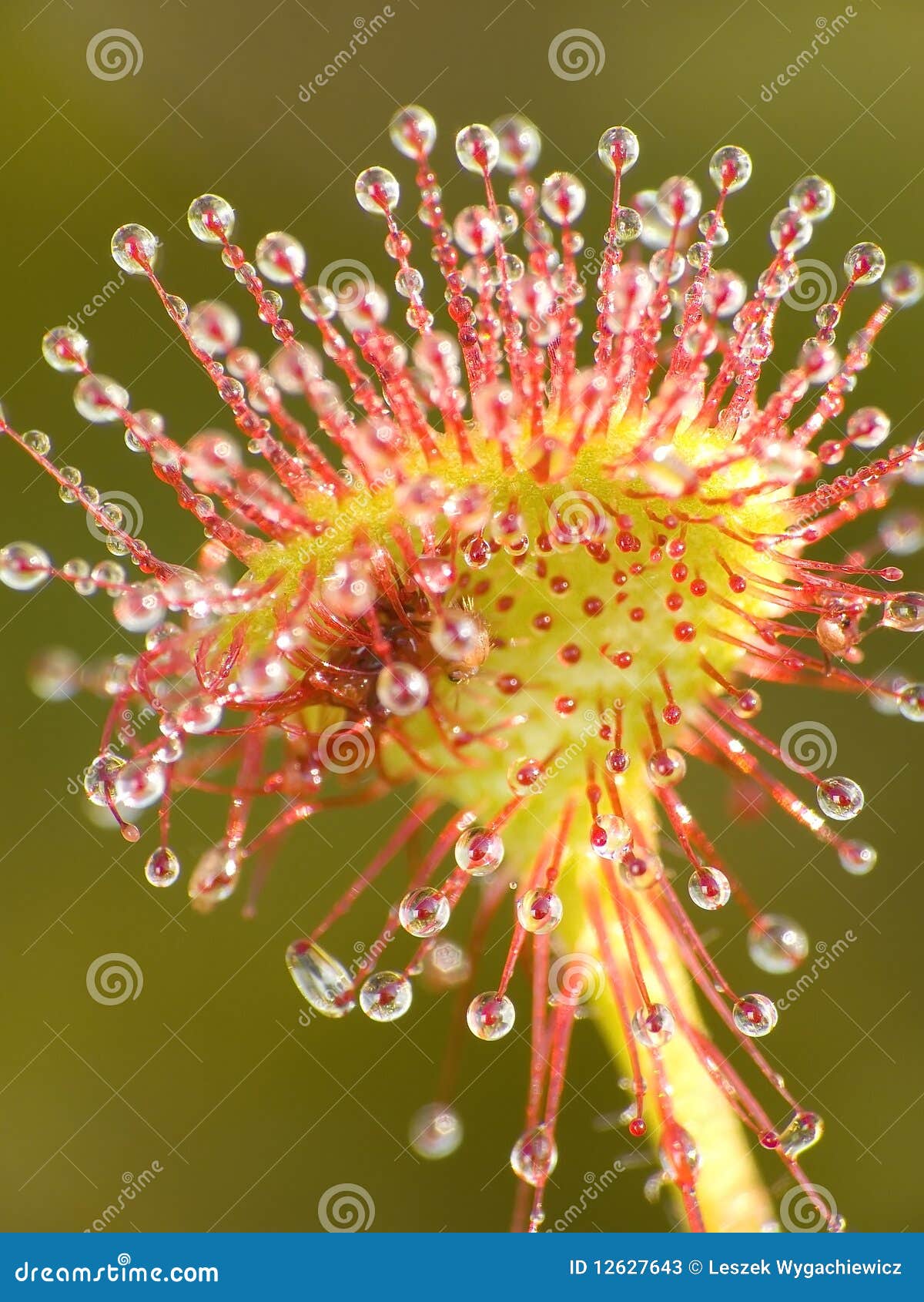 Sundew stock image. Image of wild, sticky, flower, hunter - 12627643