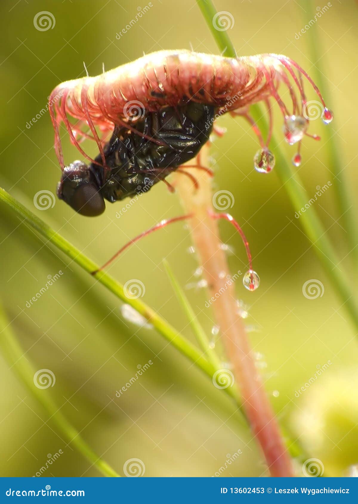 Sundew stock image. Image of carnivorous, flower, leaf - 13602453