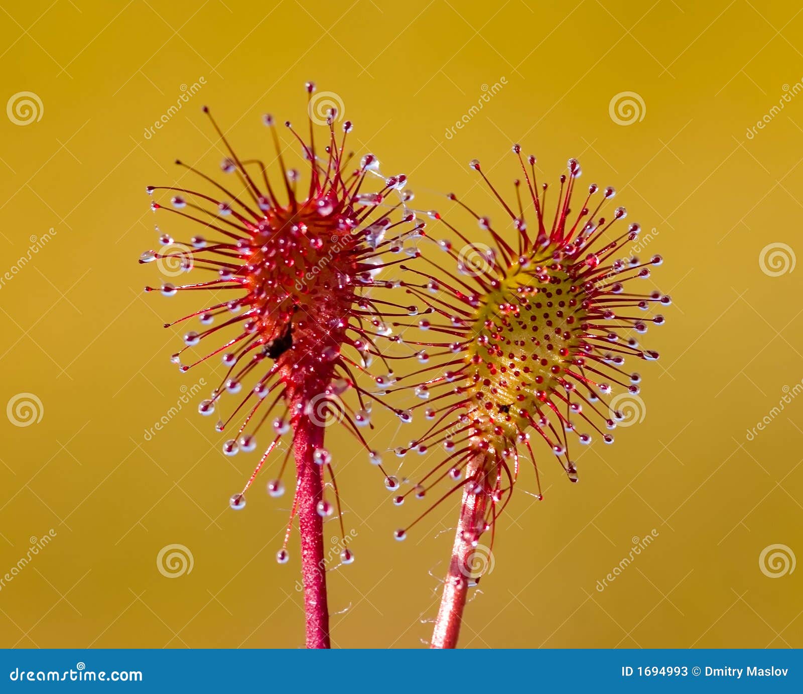 Sundew stock image. Image of insect, carnivore, wildlife - 1694993