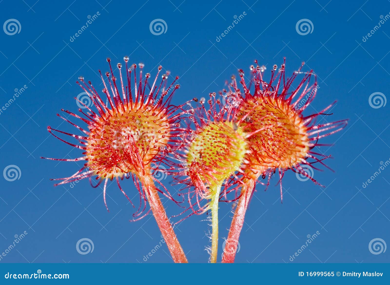 Sundew stock image. Image of carnivorous, nature, close - 16999565