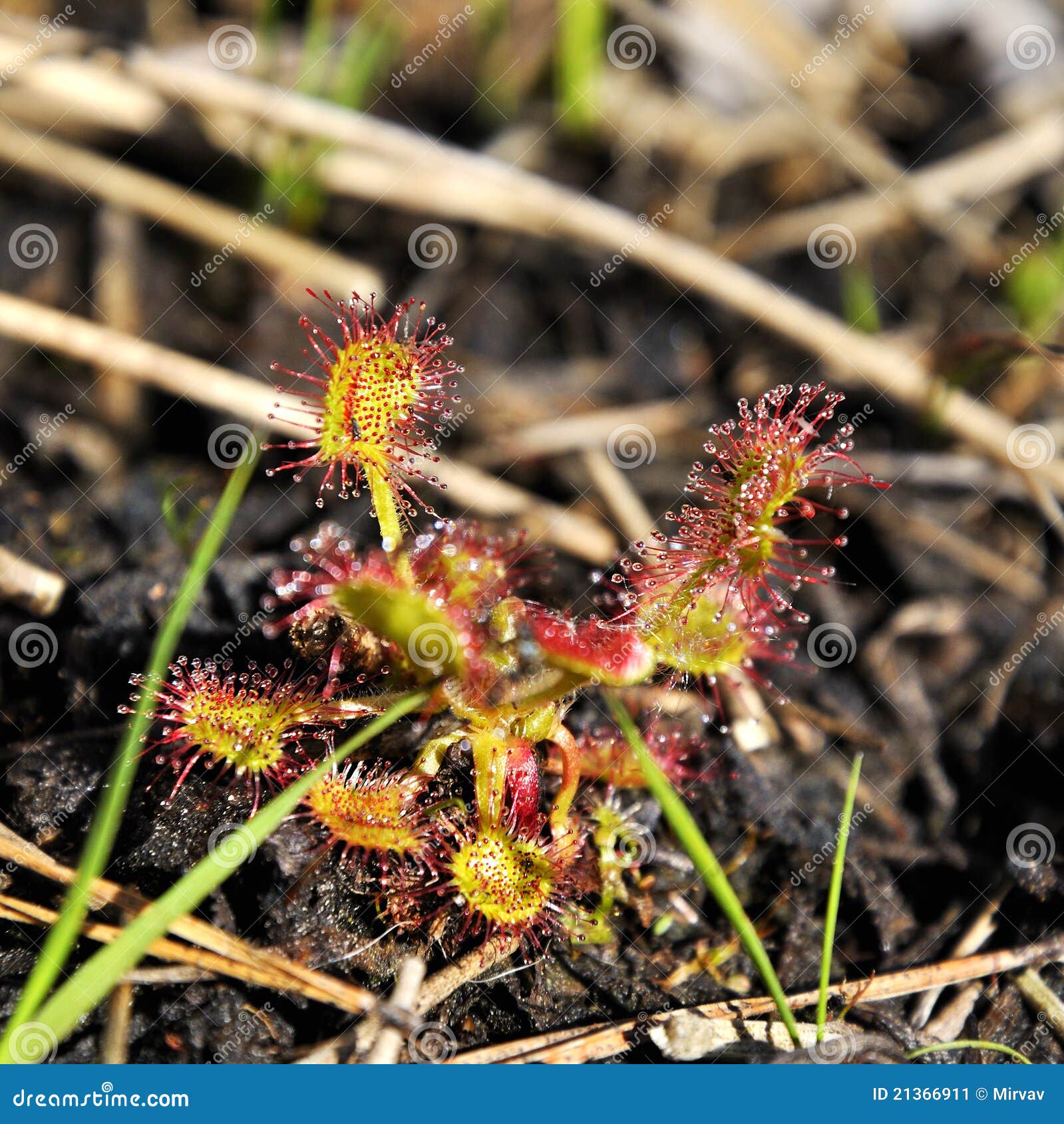 Sundew stock image. Image of great, moth, carnivore, danger - 21366911