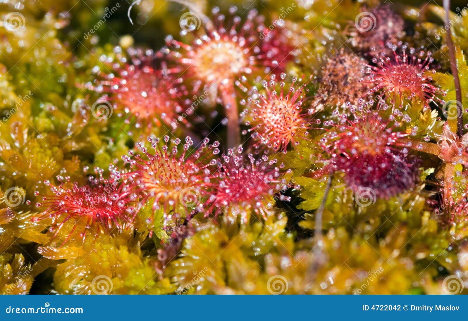 Sundew stock photo. Image of swamp, moss, flower, organism - 4722042