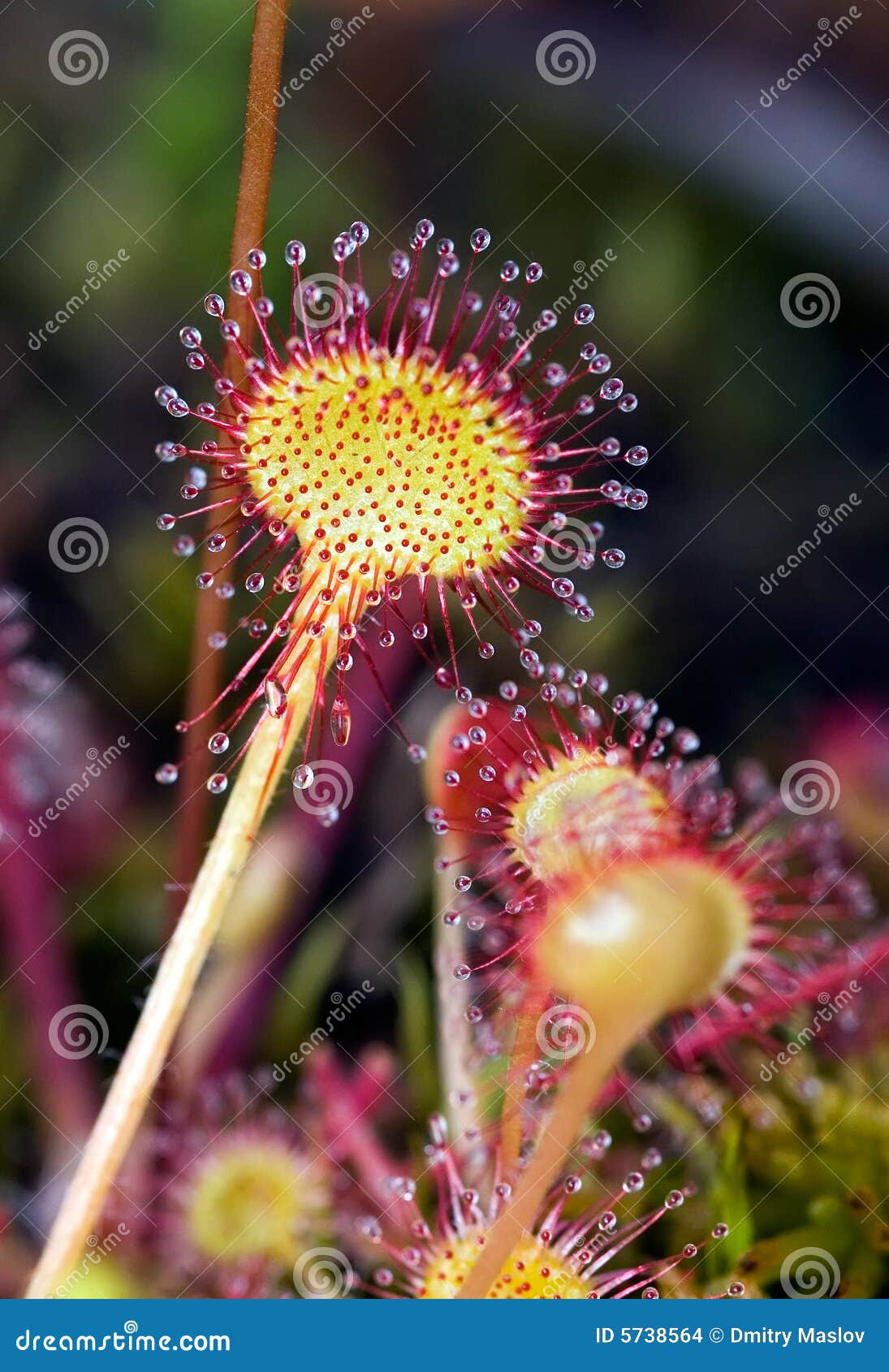 Sundew stock photo. Image of wildlife, plant, carnivore - 5738564