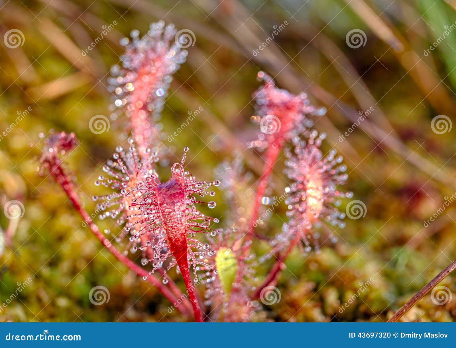 Sundew on a bog stock photo. Image of drop, carnivore - 43697320