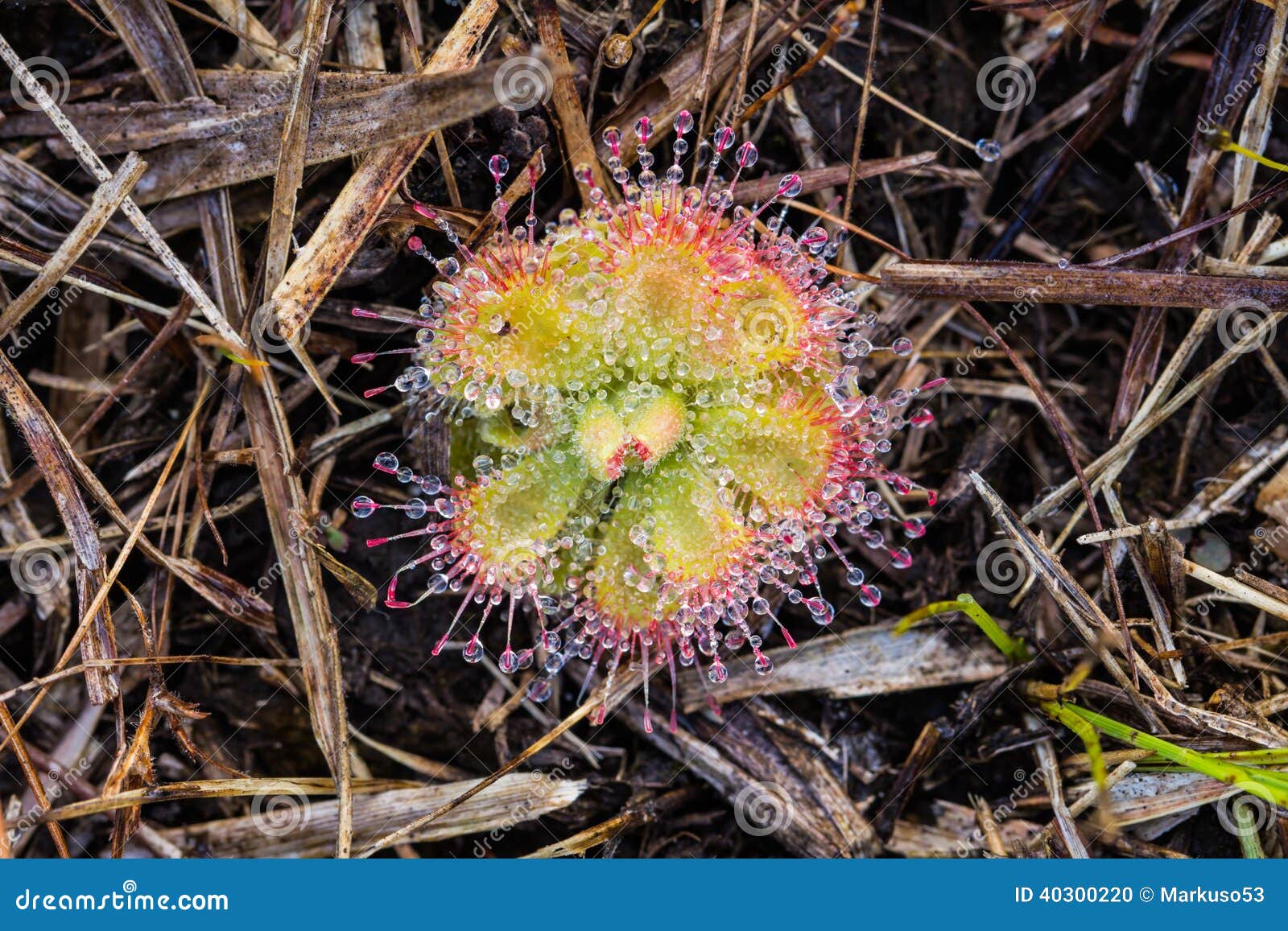 Red Color Sundew - Carnivorous Plants On White Sand Stock Photo ...