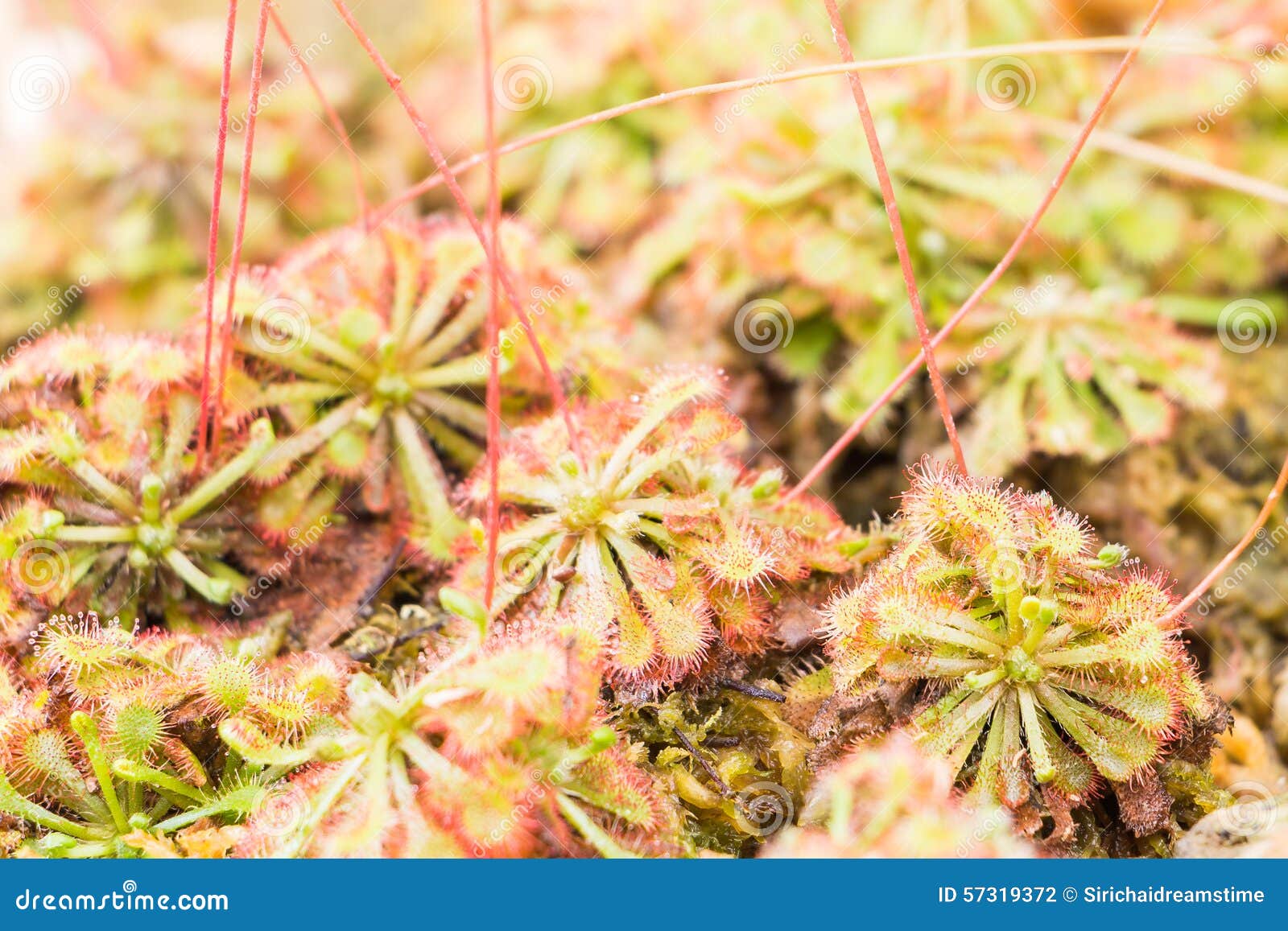 Sundew (Carnivorous Plant) stock photo. Image of tropical - 57319372