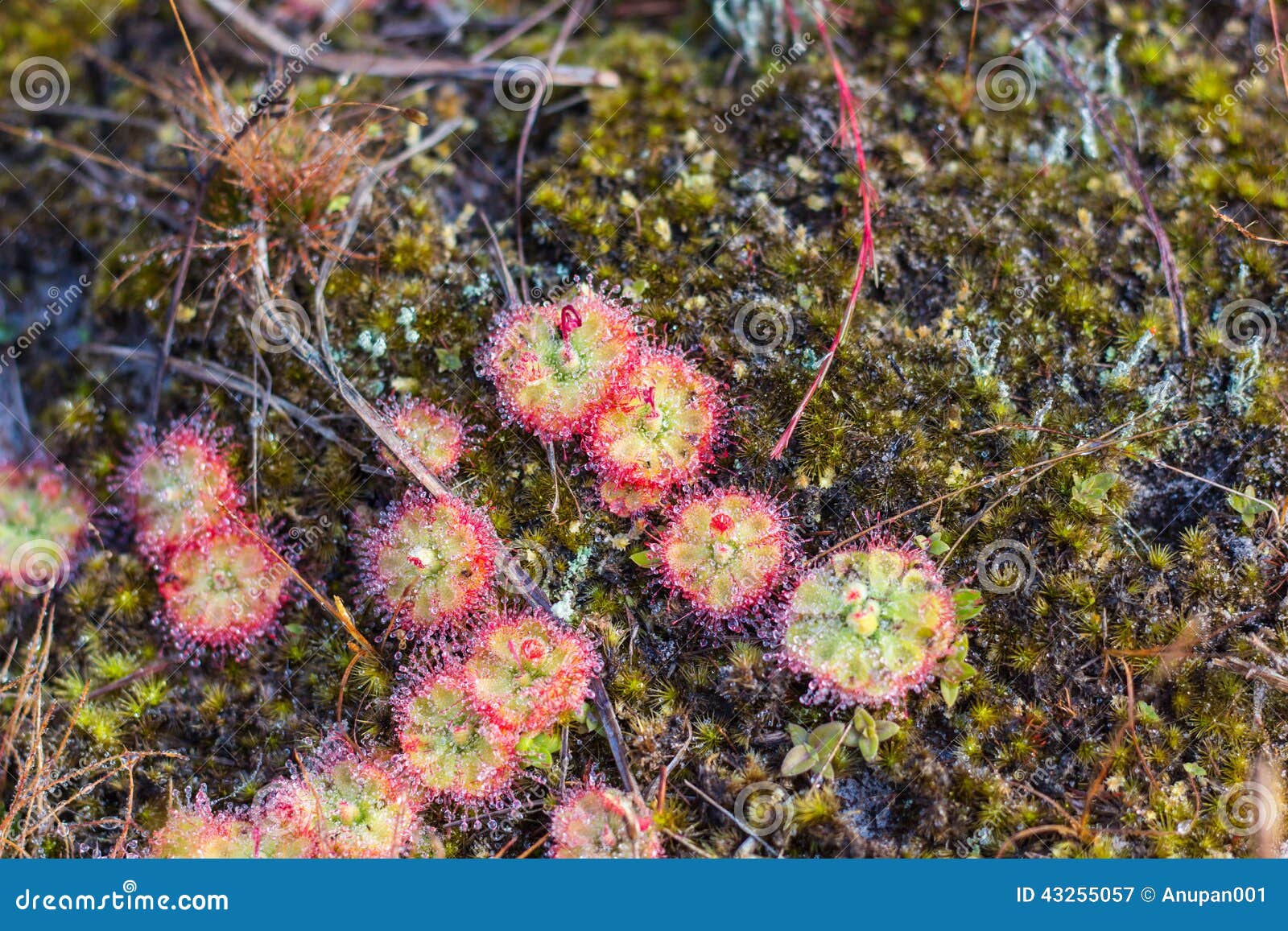 Sundew, carnivorous plant stock image. Image of flower - 43255057