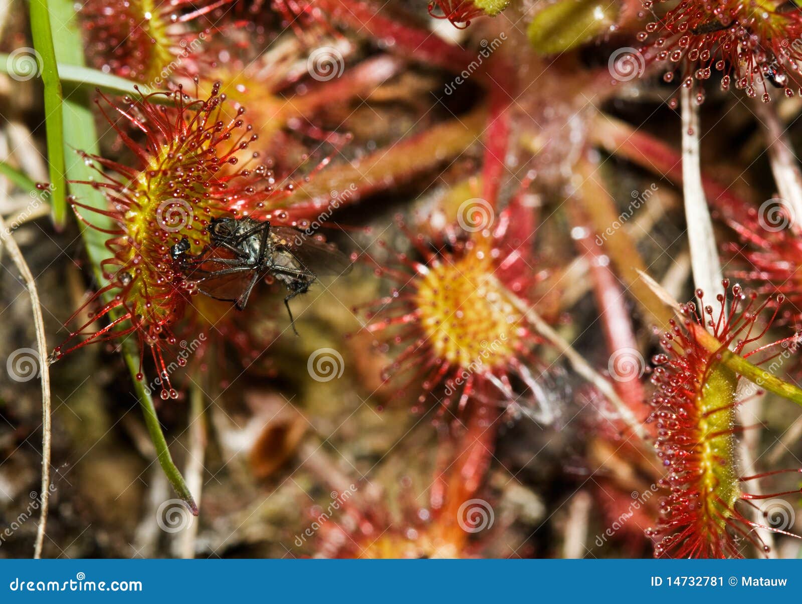 Sundew caught a fly stock image. Image of plant, carnivorous - 14732781