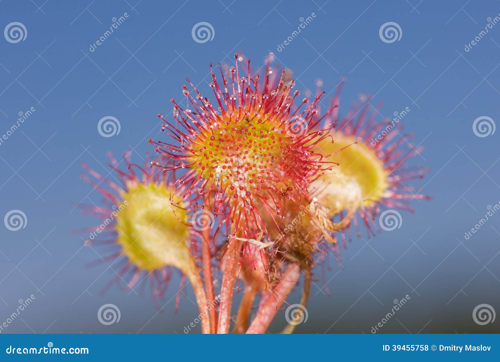 Sundew close up stock photo. Image of closeup, macro - 39455758