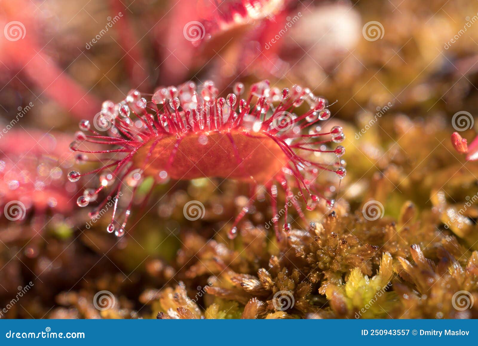 Sundew close up stock image. Image of bloom, wildlife - 250943557