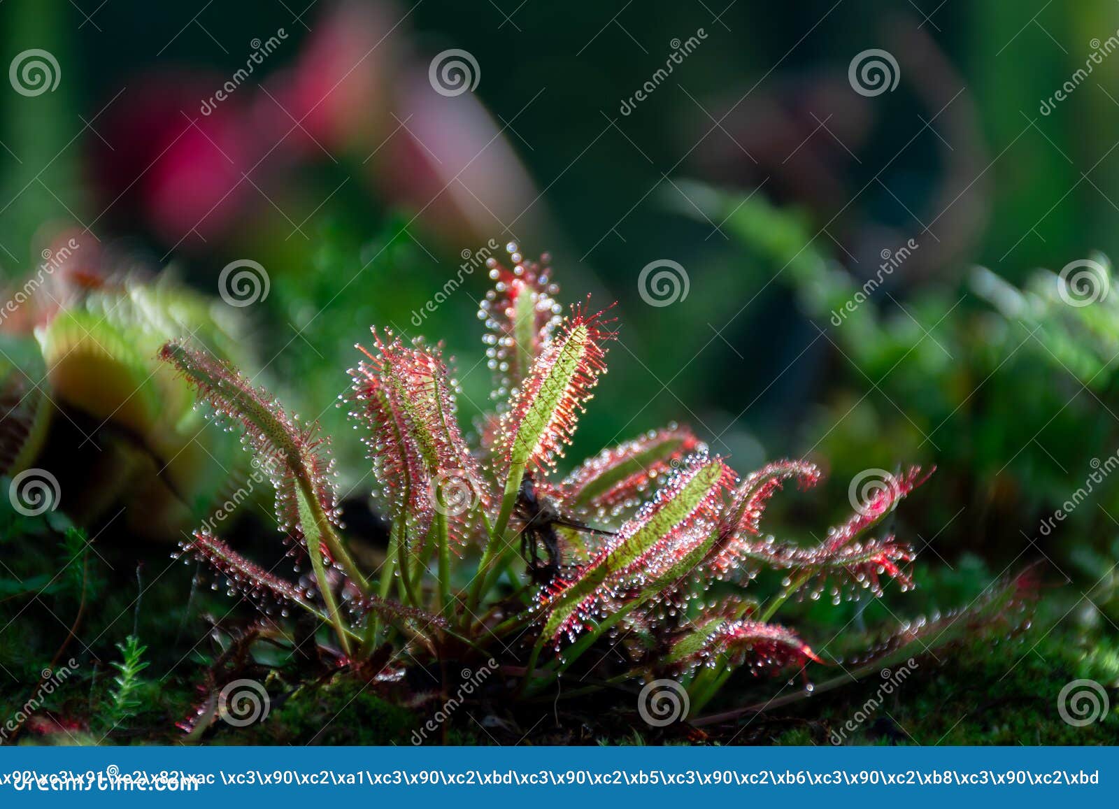 Sundew Close-up Representative of Predator Plants, Front View Stock ...
