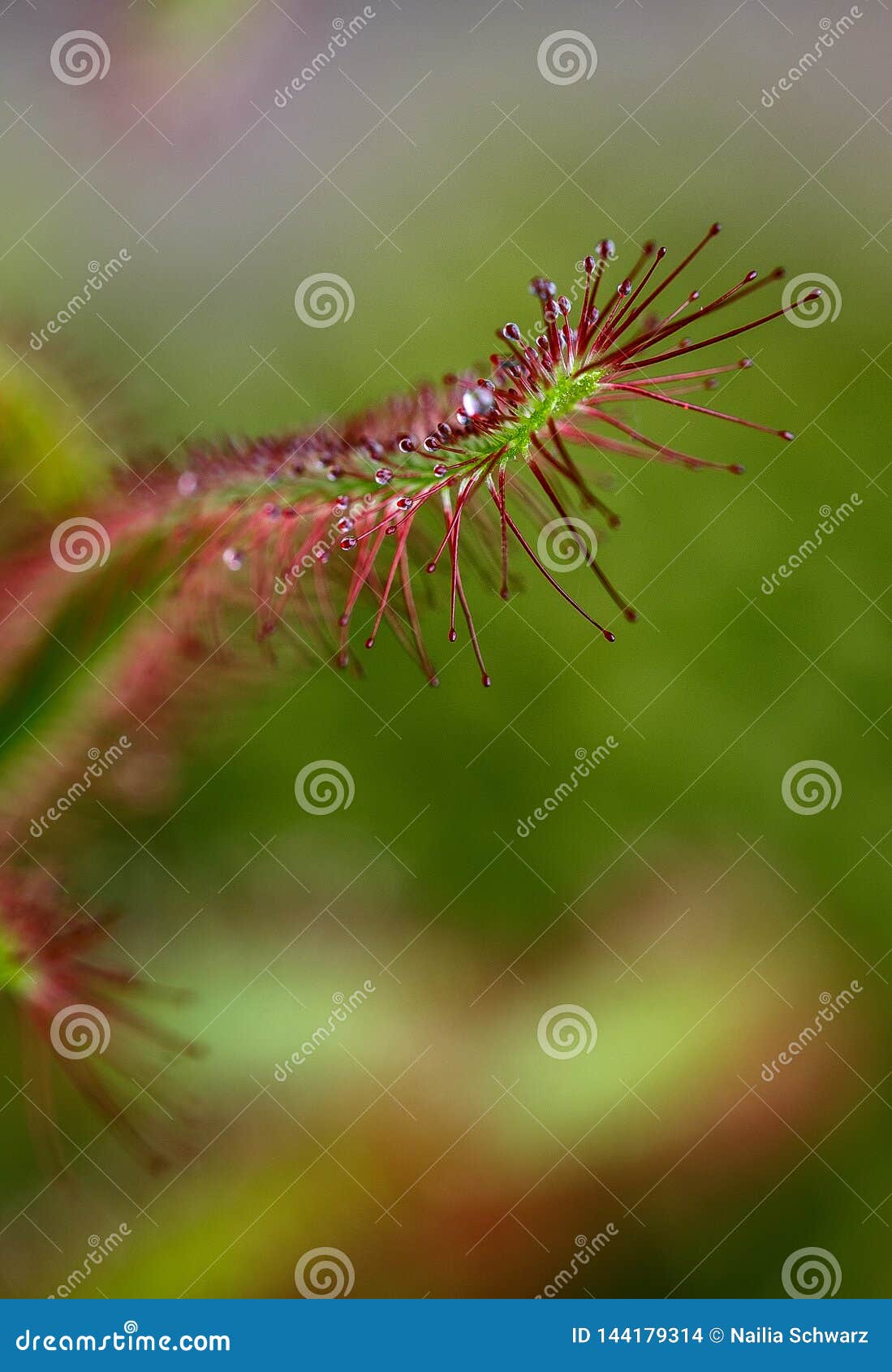 Sundew stock photo. Image of sticky, sundew, closeup - 144179314
