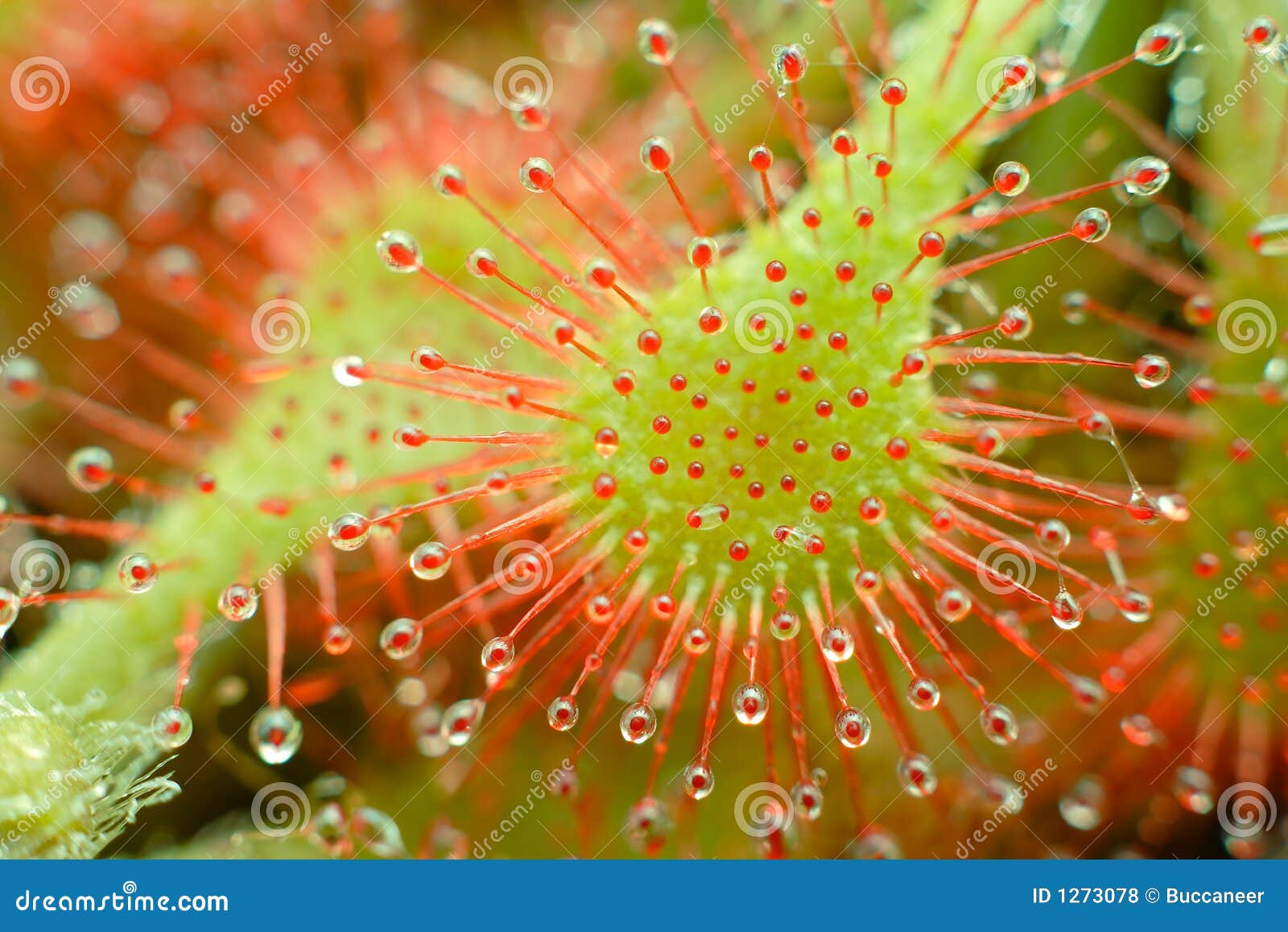 Sundew - Drosera Capillaris Stock Photo - Image of stick, leaf: 1273078