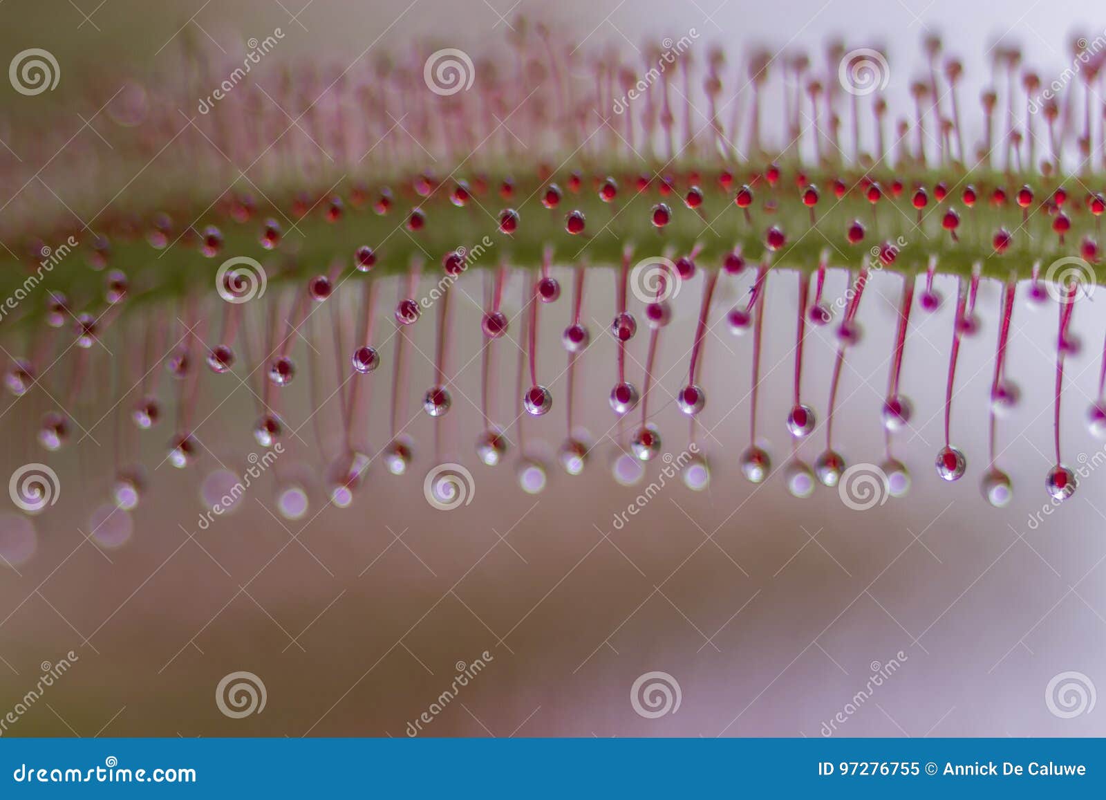 Drosera intermedia stock image. Image of sundew, intermedia - 97276755