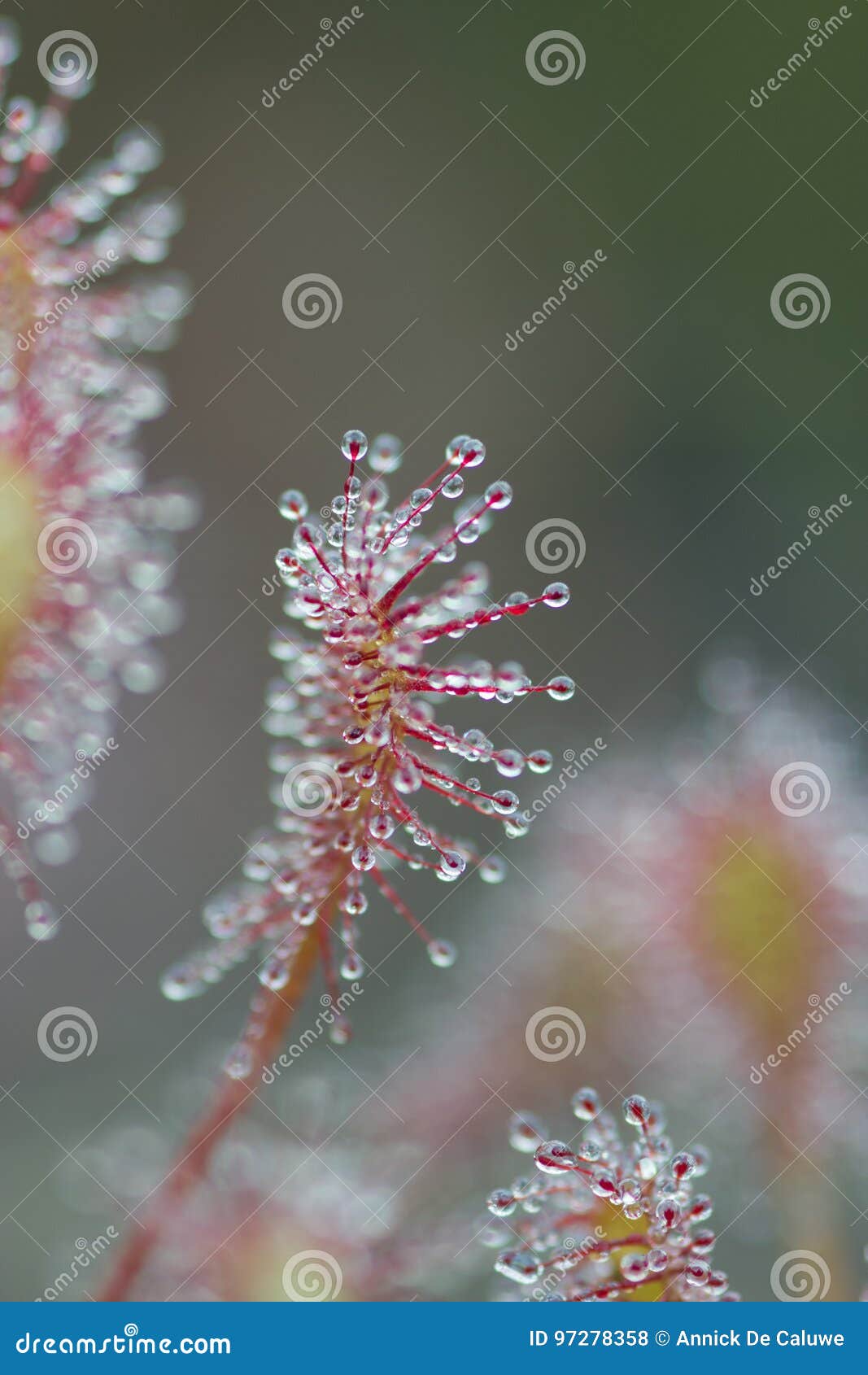 Drosera intermedia stock photo. Image of wildlife, close - 97278358