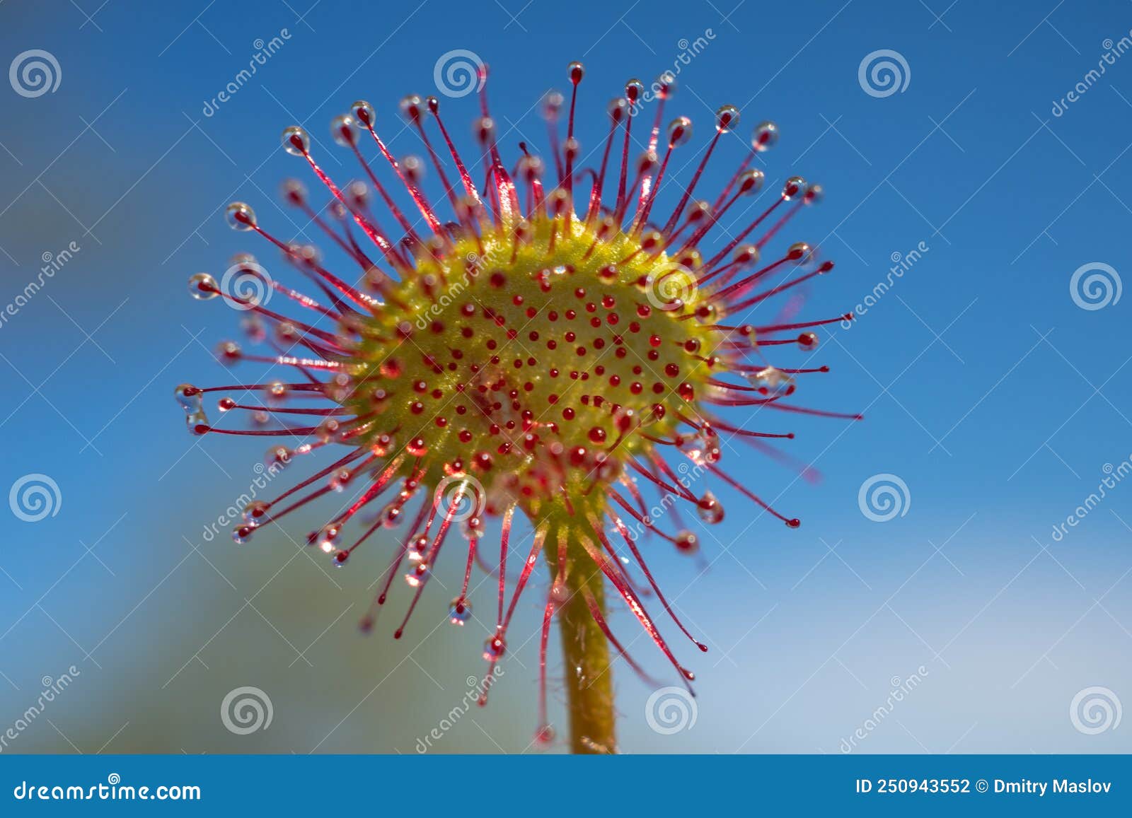 Sundew flower close up stock photo. Image of botany - 250943552