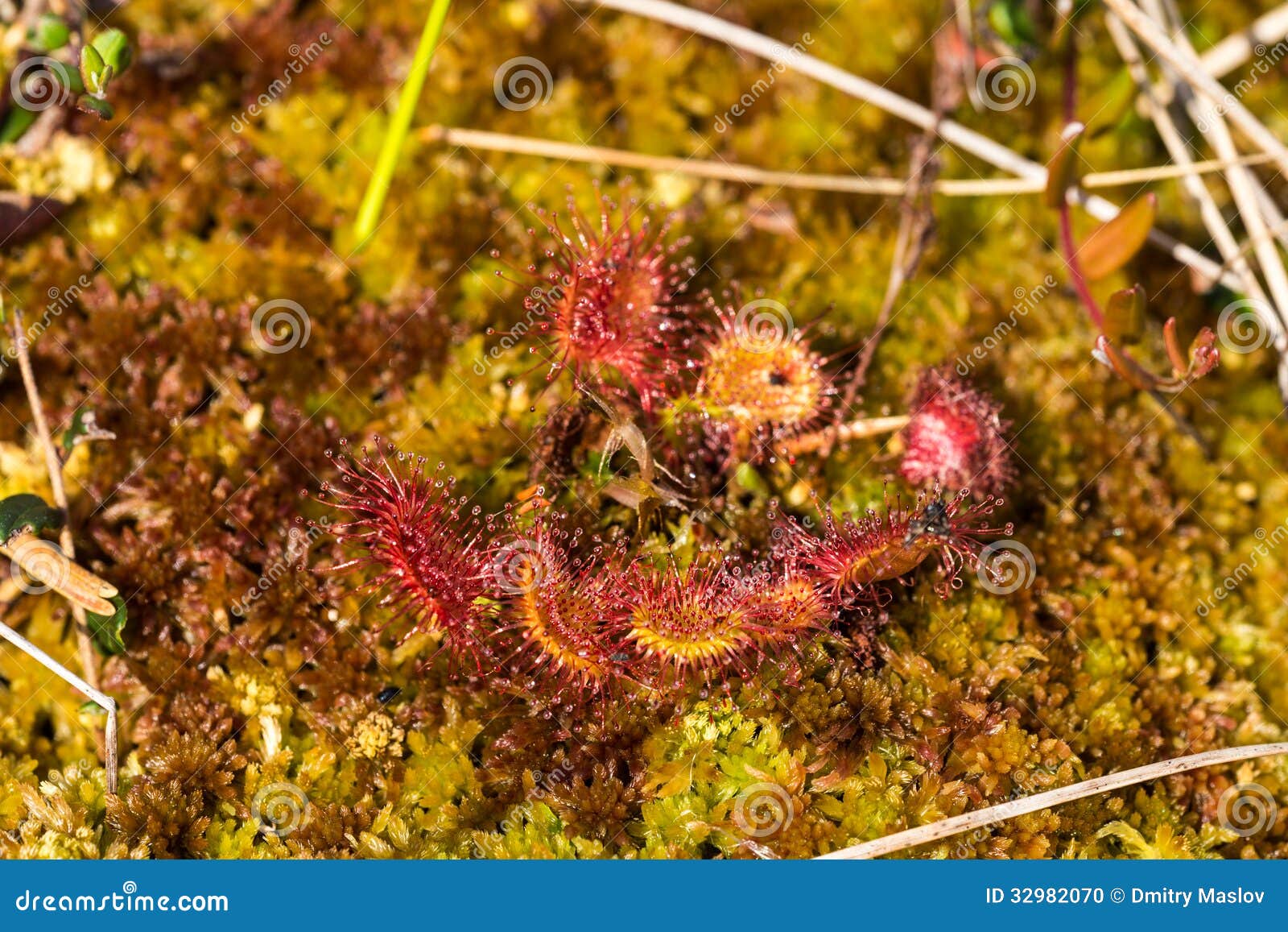 Sundew flower in the swamp stock photo. Image of moss - 32982070