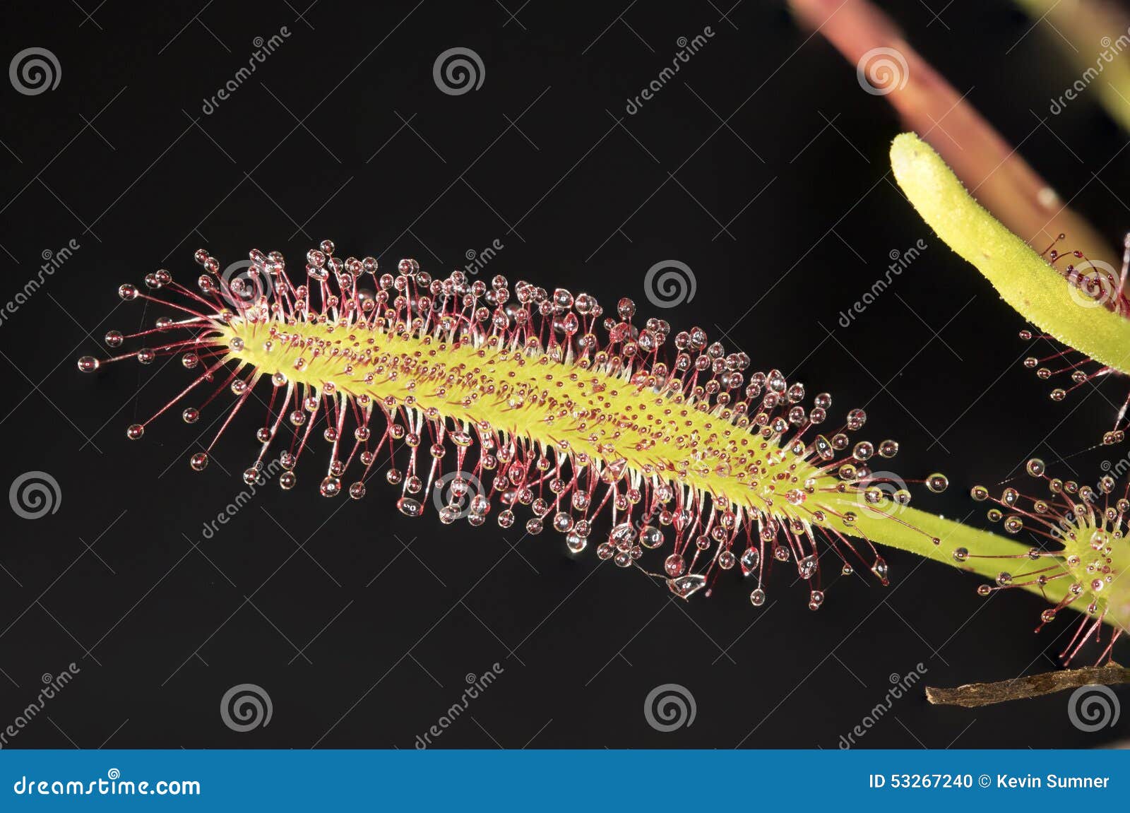 Sundew Leaf stock photo. Image of drosera, death, carnivorous - 53267240