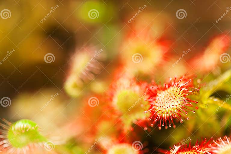 Sundew plant stock image. Image of green, nature, sundew - 10687615