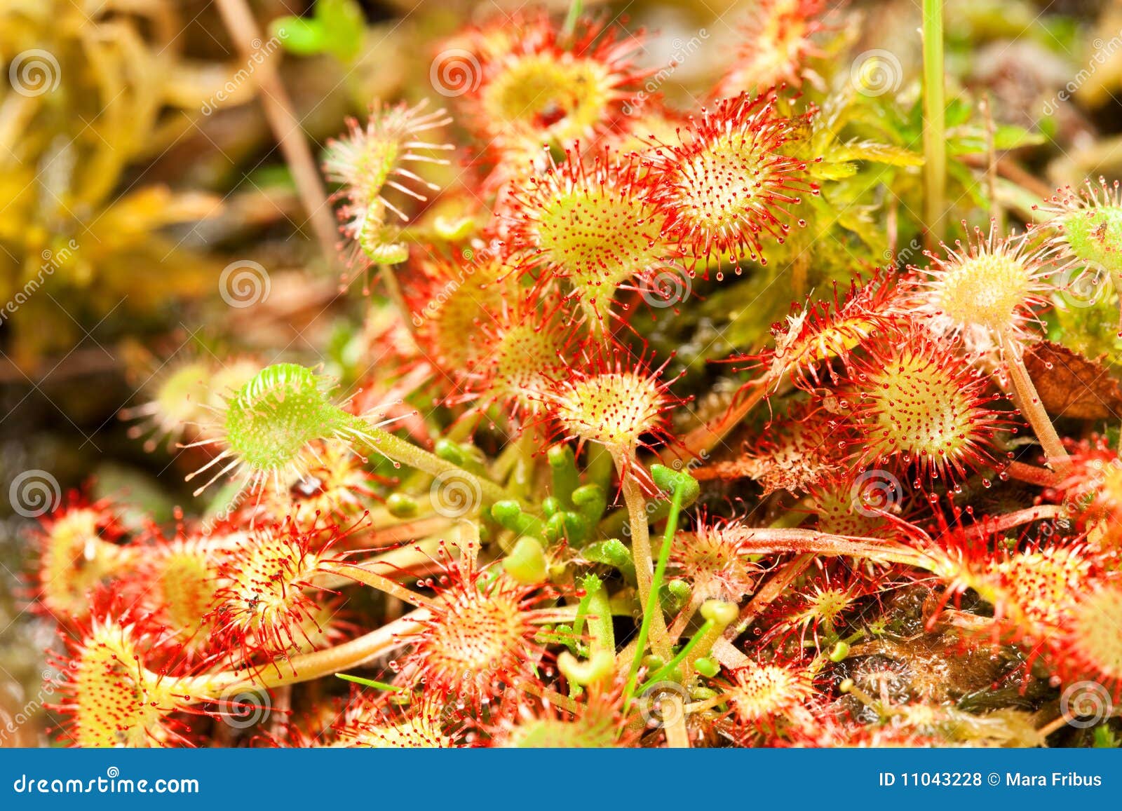 Sundew plant stock photo. Image of macro, sticky, drop - 11043228