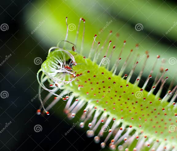 Sundew plant stock image. Image of green, instinct, sundew - 2356815