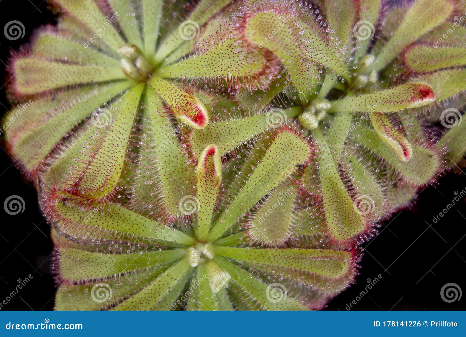 Sundew plants stock photo. Image of flypaper, plant - 178141226