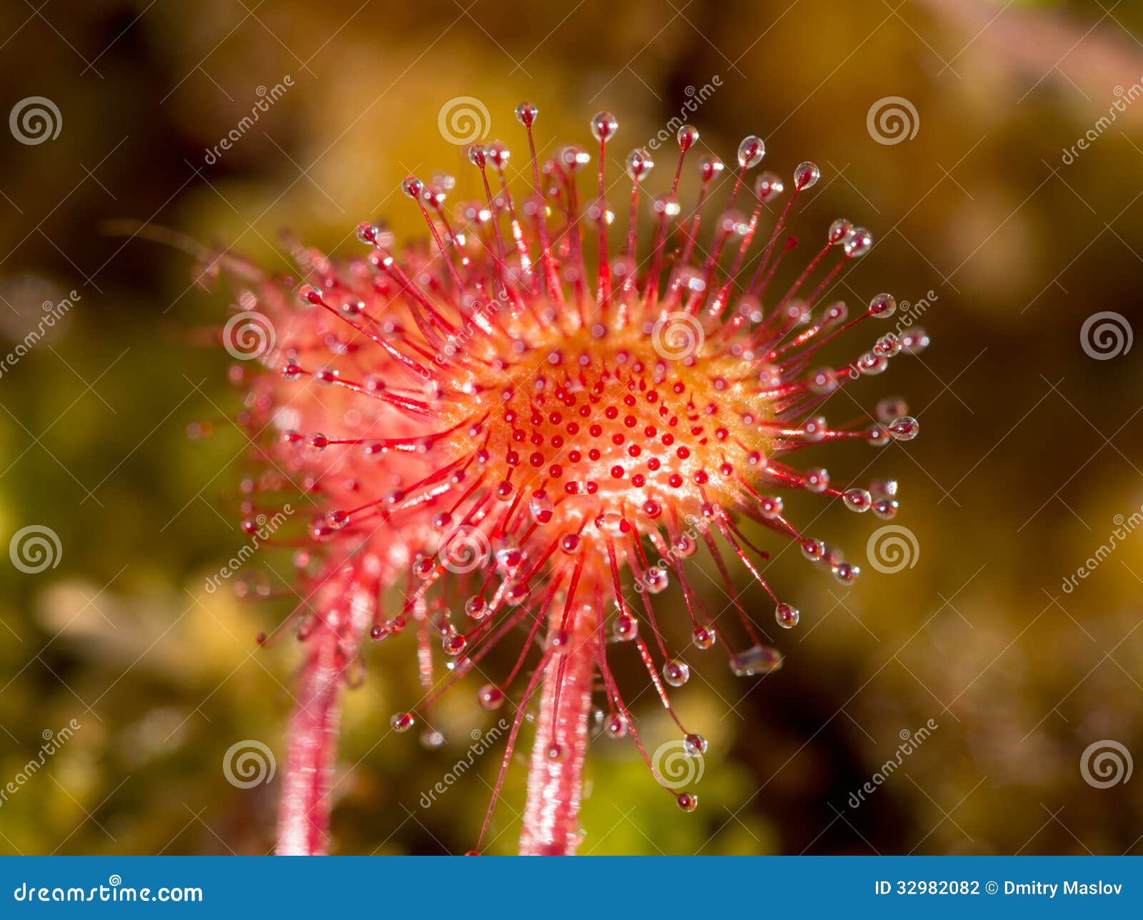 Sundew stock photo. Image of green, carnivore, sundew - 32982082