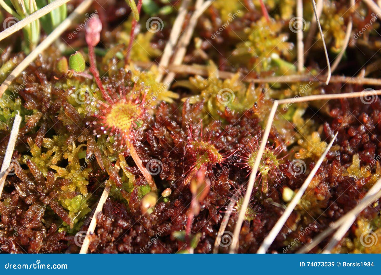 Sundew in summer stock image. Image of sundew, lithuania - 74073539