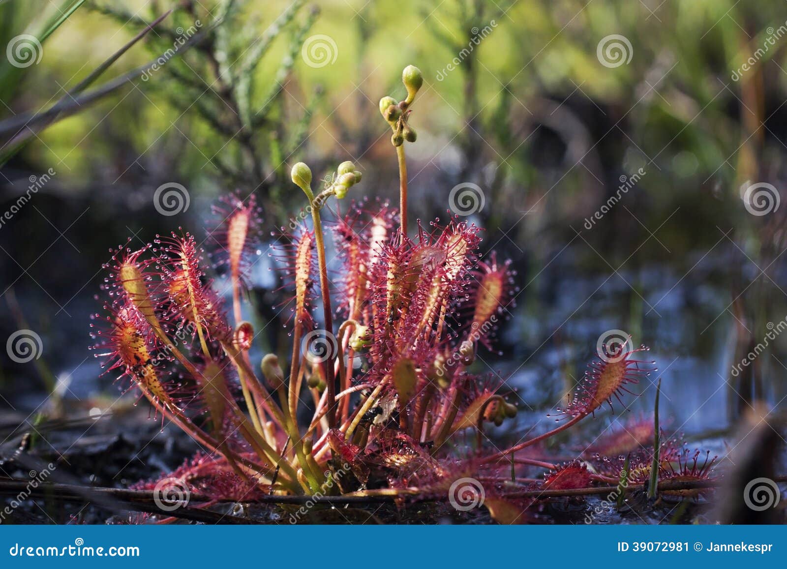 Sundew stock image. Image of flower, drosera, nature - 39072981