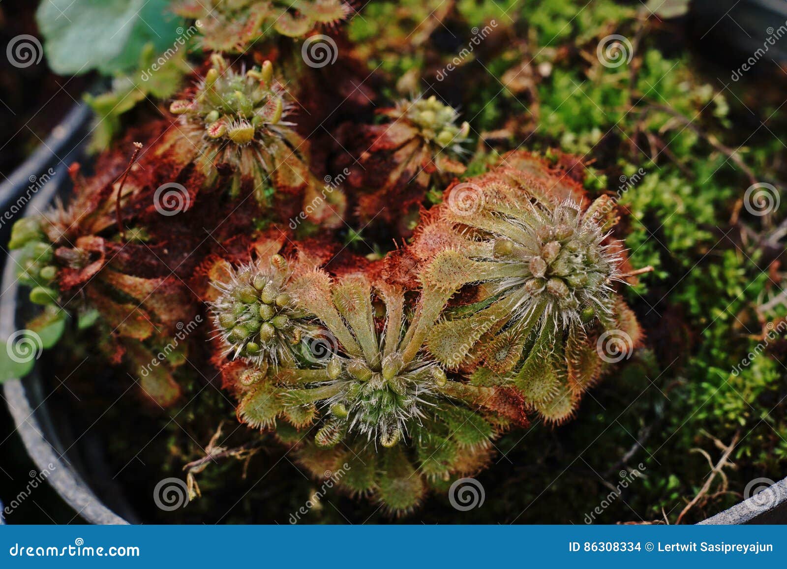 Sundews;carnivorous plants stock photo. Image of green - 86308334